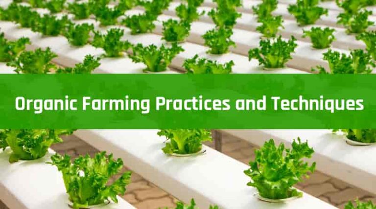 Organic Farming Practices and Techniques | HealthtoStyle