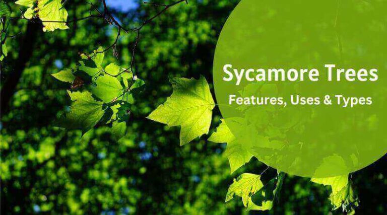 Sycamore Trees: Features, Uses & Types | HealthtoStyle